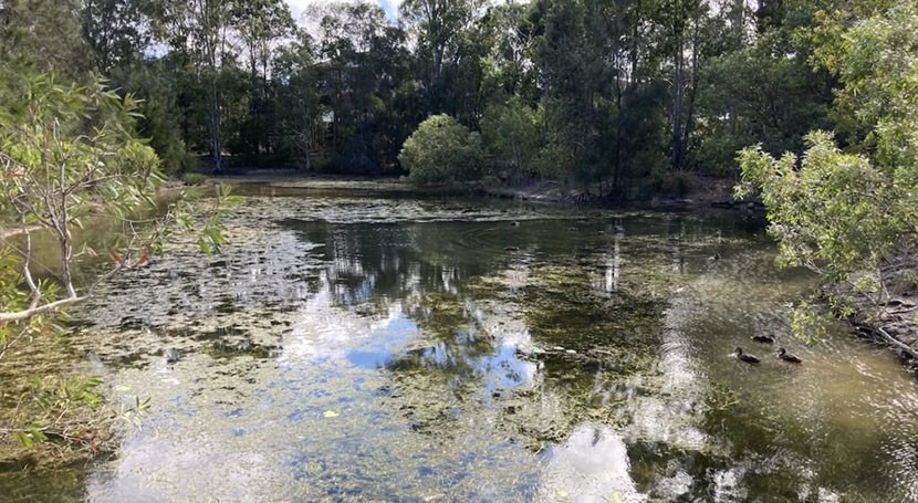 Đầm lầy nhân tạo là rào cản vi nhựa lây lan